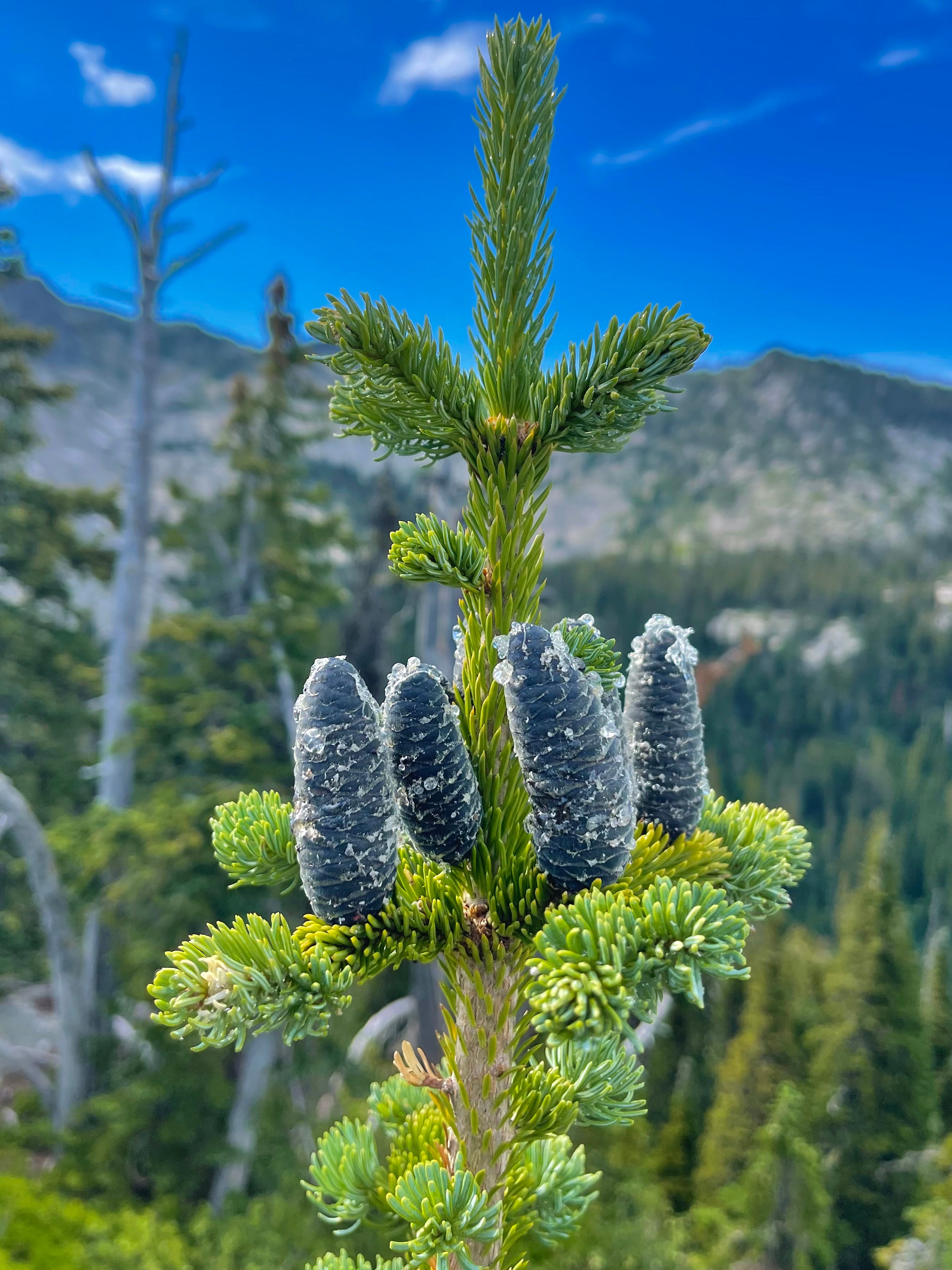 Subalpine Fir – Rowen Forest